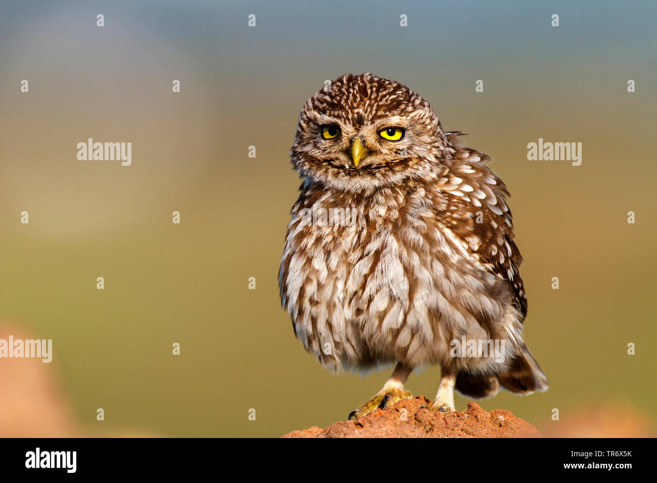 Little owl face hi-res stock photography and images - Alamy