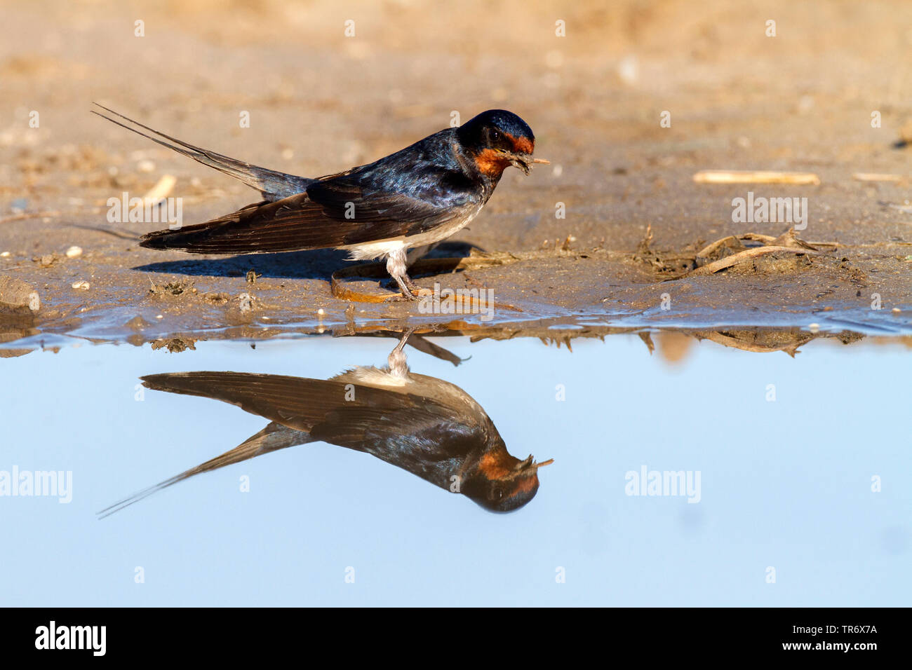 Mud bird nest hi-res stock photography and images - Alamy
