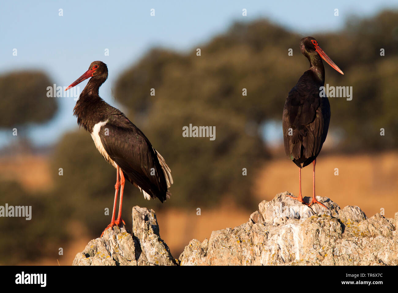 Black stork spain hi-res stock photography and images - Alamy