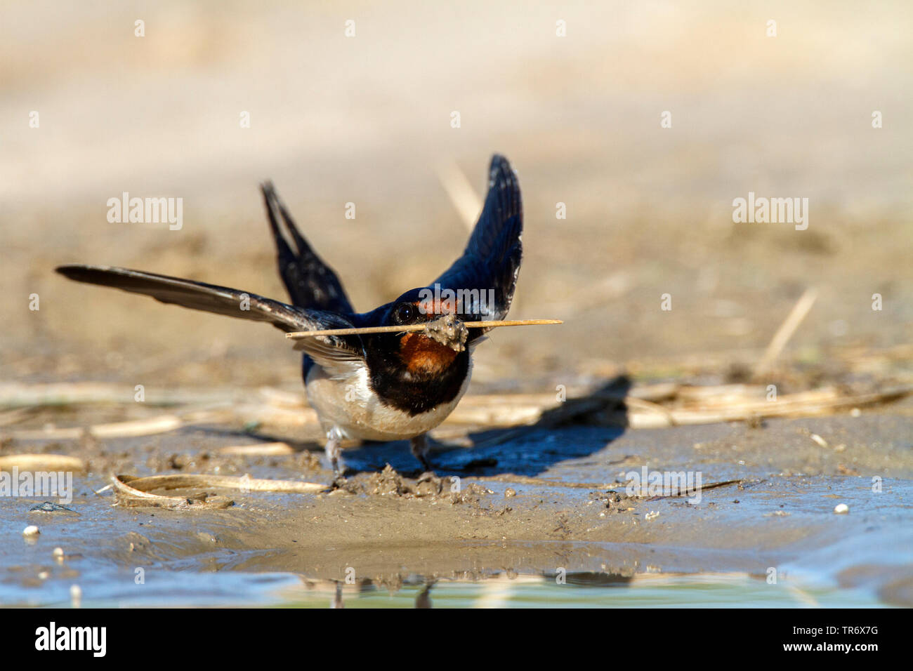 barn swallow (Hirundo rustica), gathering mud for its nest, Spain Stock ...