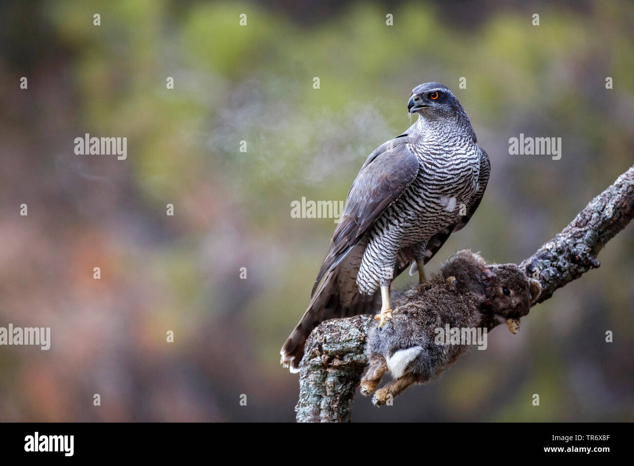 Rabbit catching hi-res stock photography and images - Alamy