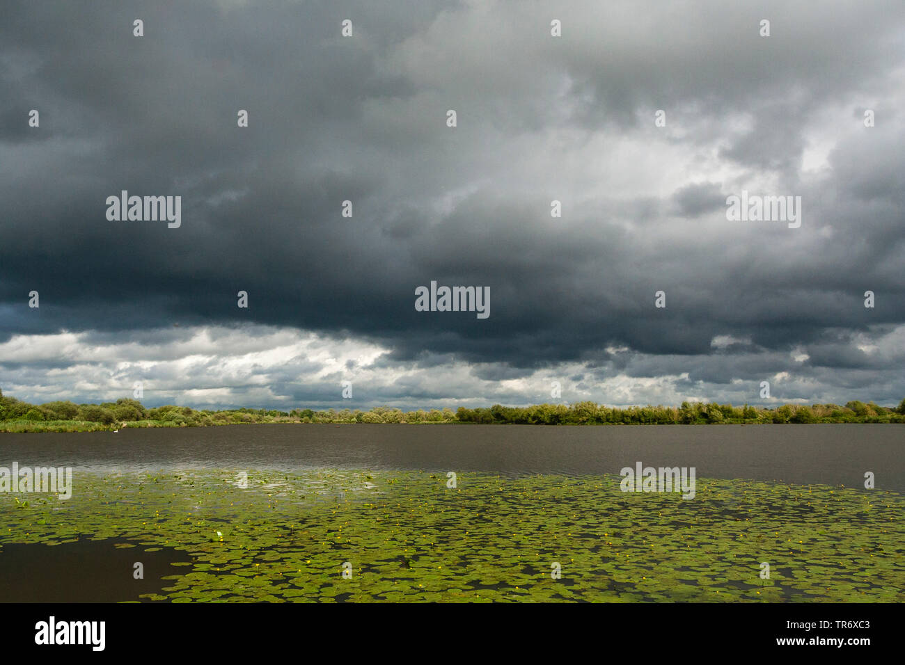 Dark cloudy sky over landscape with water lilies at Nieuwkoopse Plassen ...