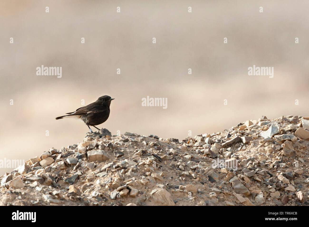 Basalt wheatear hi-res stock photography and images - Alamy