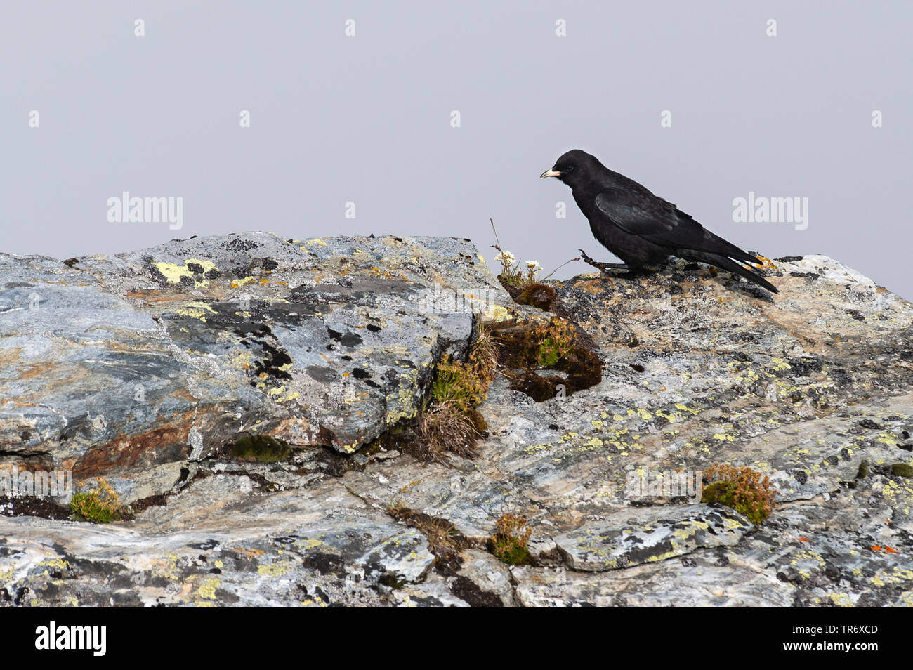 alpine chough (Pyrrhocorax graculus), Austria Stock Photo - Alamy
