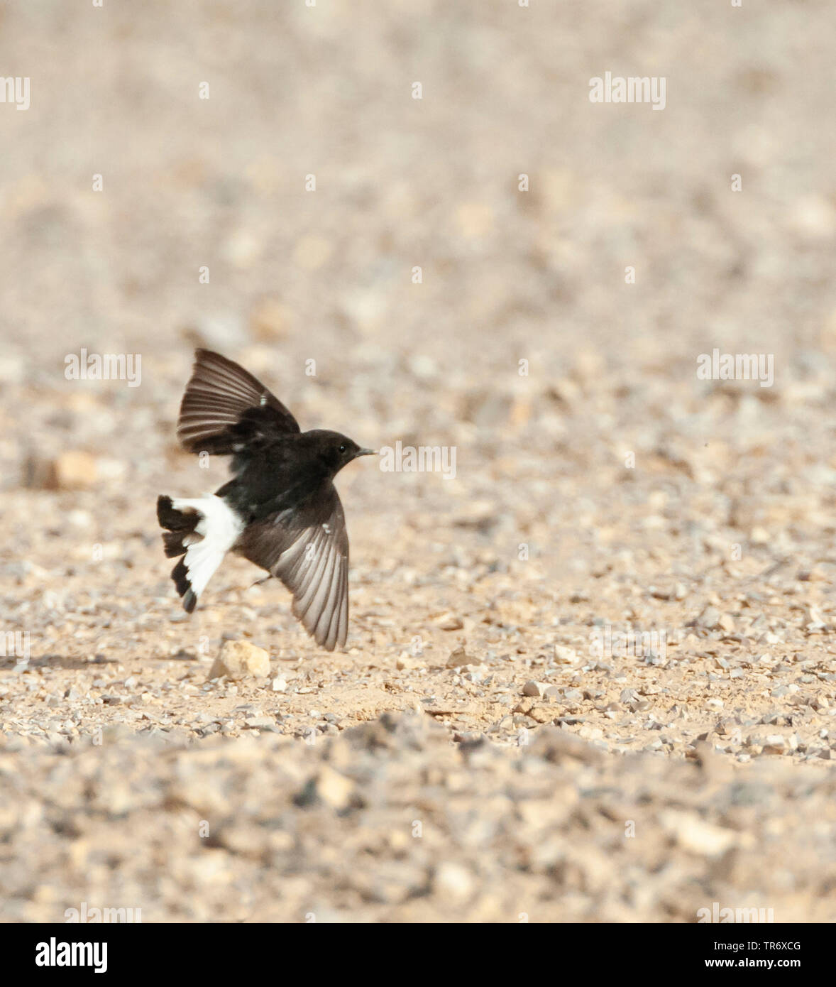 Warriae hi-res stock photography and images - Alamy