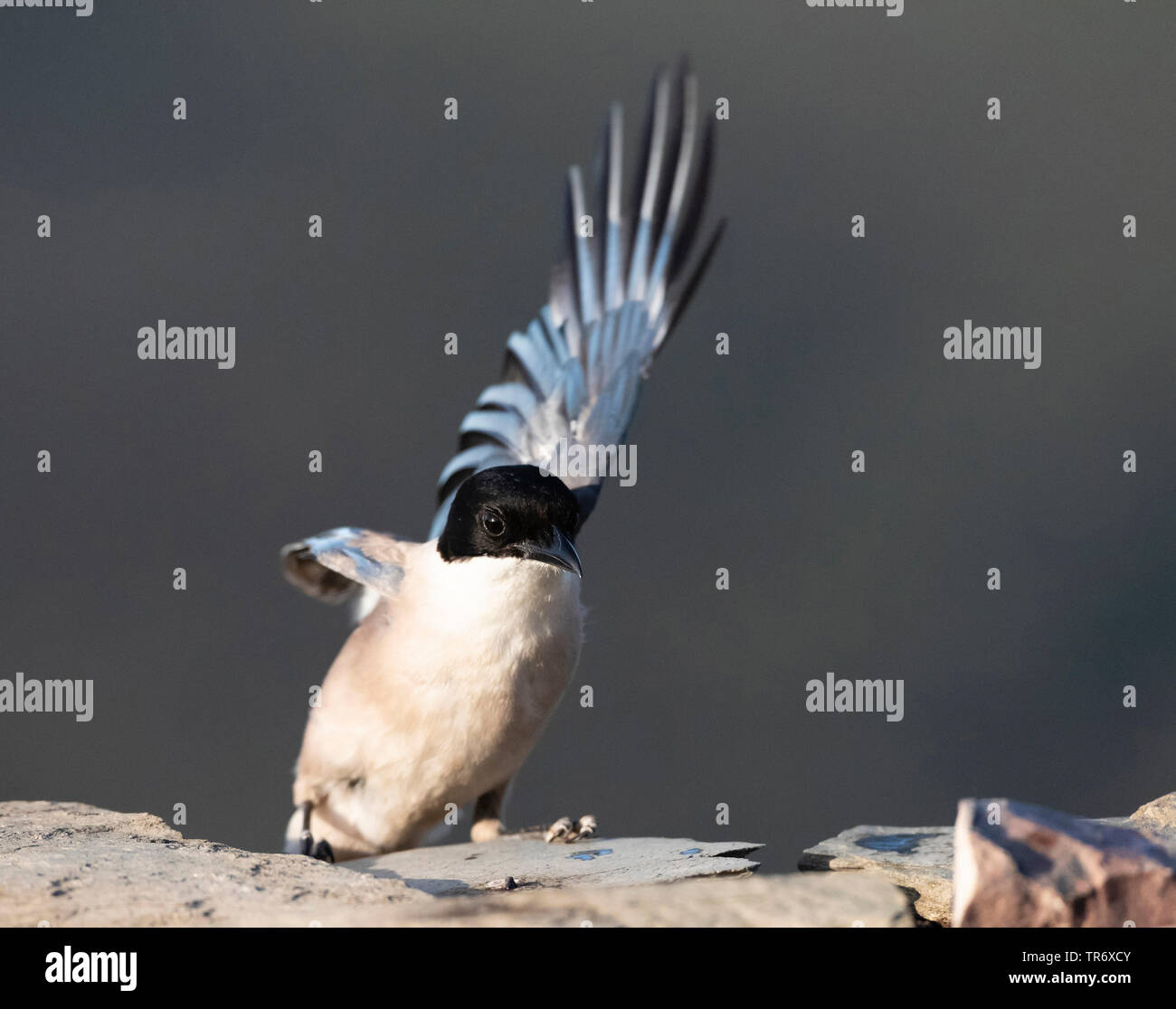 Iberian azure-winged magpie (Cyanopica cooki), drinking, Spain ...