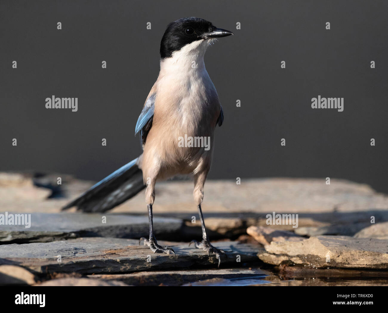 Iberian azure-winged magpie (Cyanopica cooki), Spain, Extremadura Stock ...