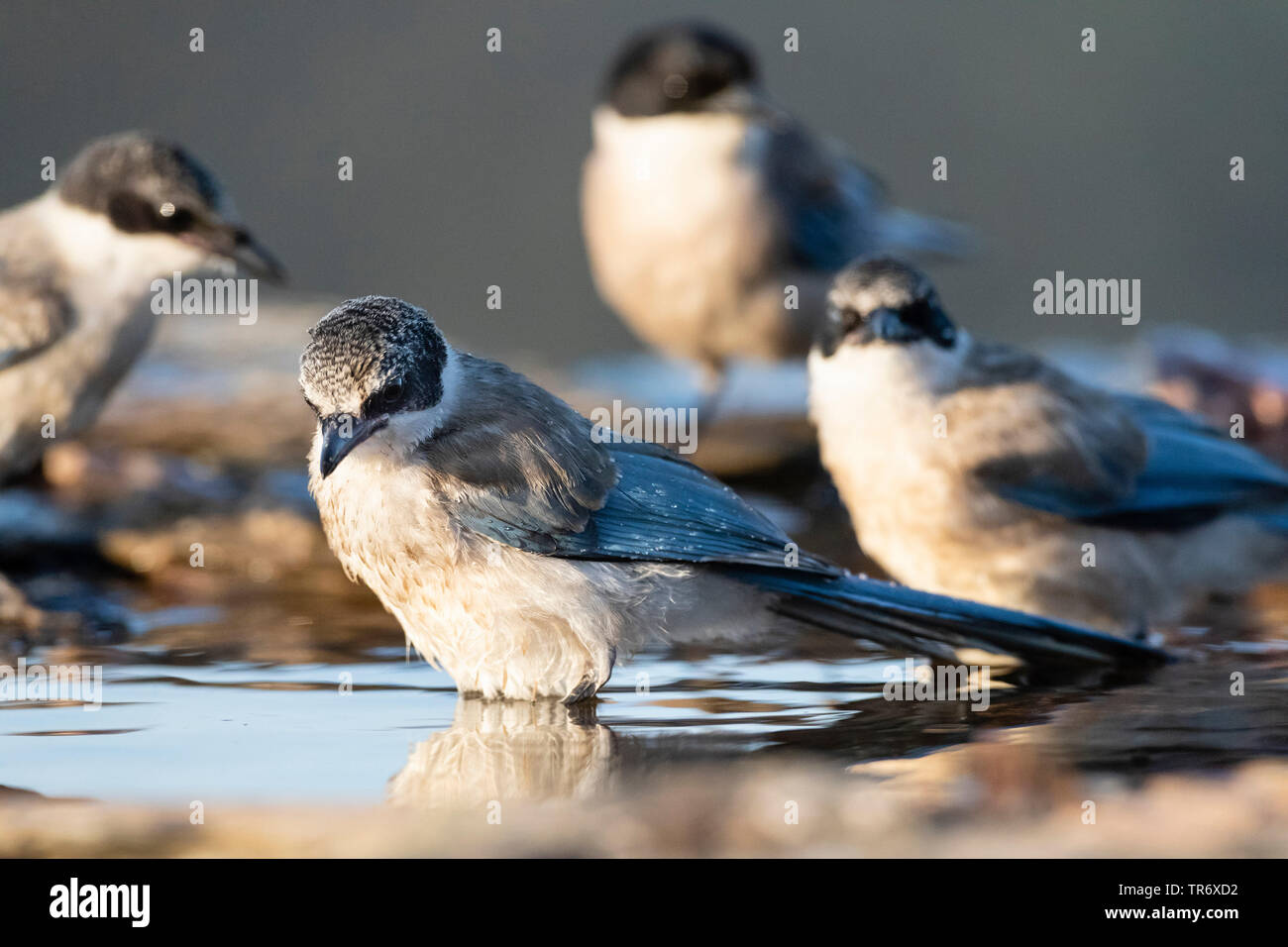 Iberian azure-winged magpie (Cyanopica cooki), three azure-winged ...