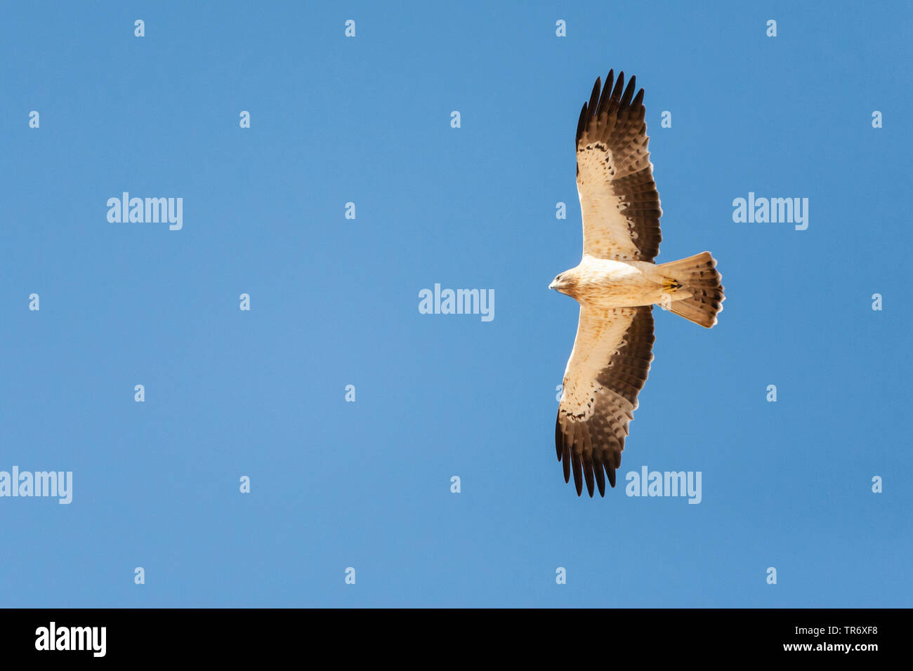 booted eagle (Hieraaetus pennatus), flying, Israel Stock Photo - Alamy
