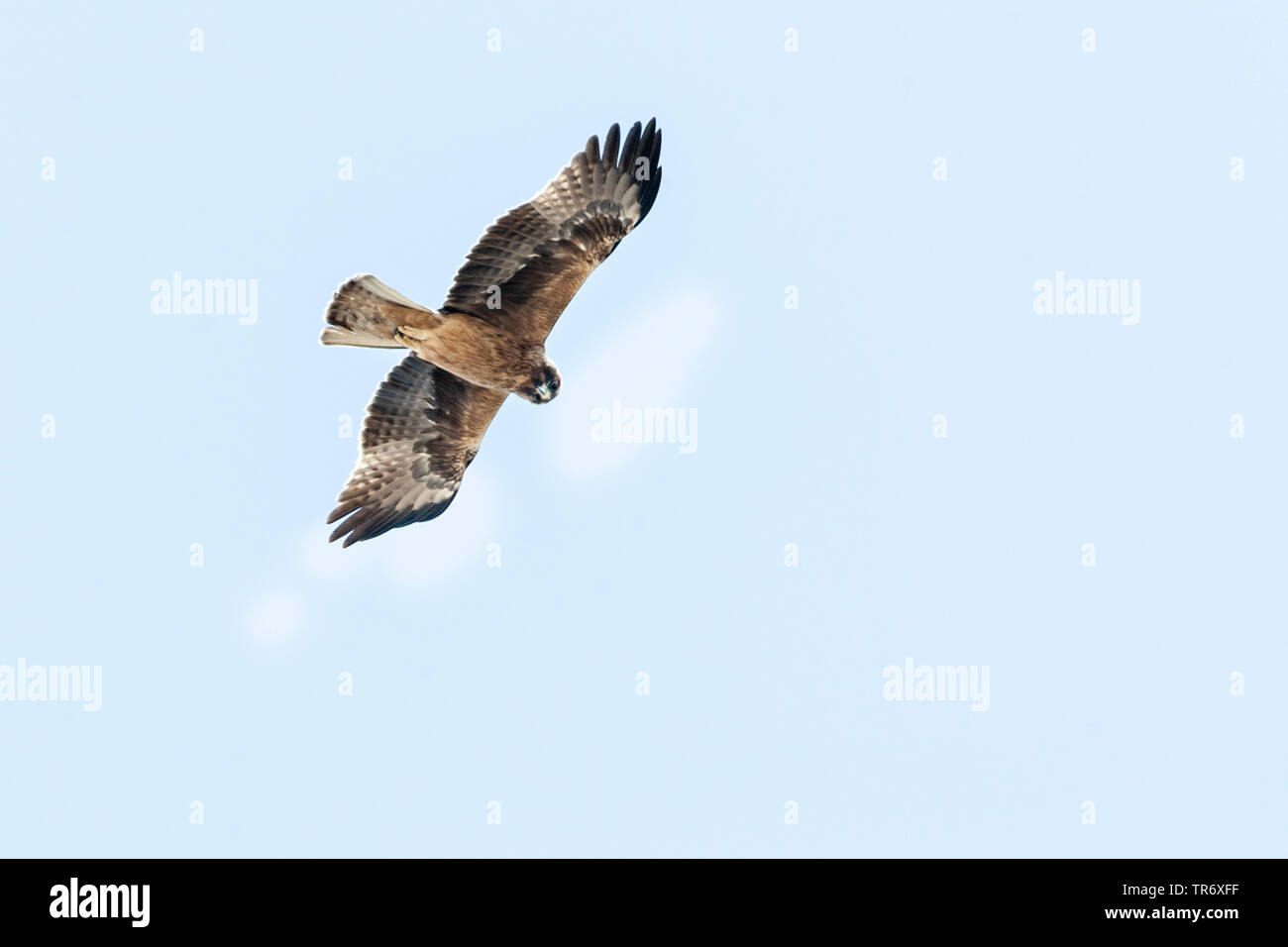 booted eagle (Hieraaetus pennatus), flying, Israel Stock Photo - Alamy