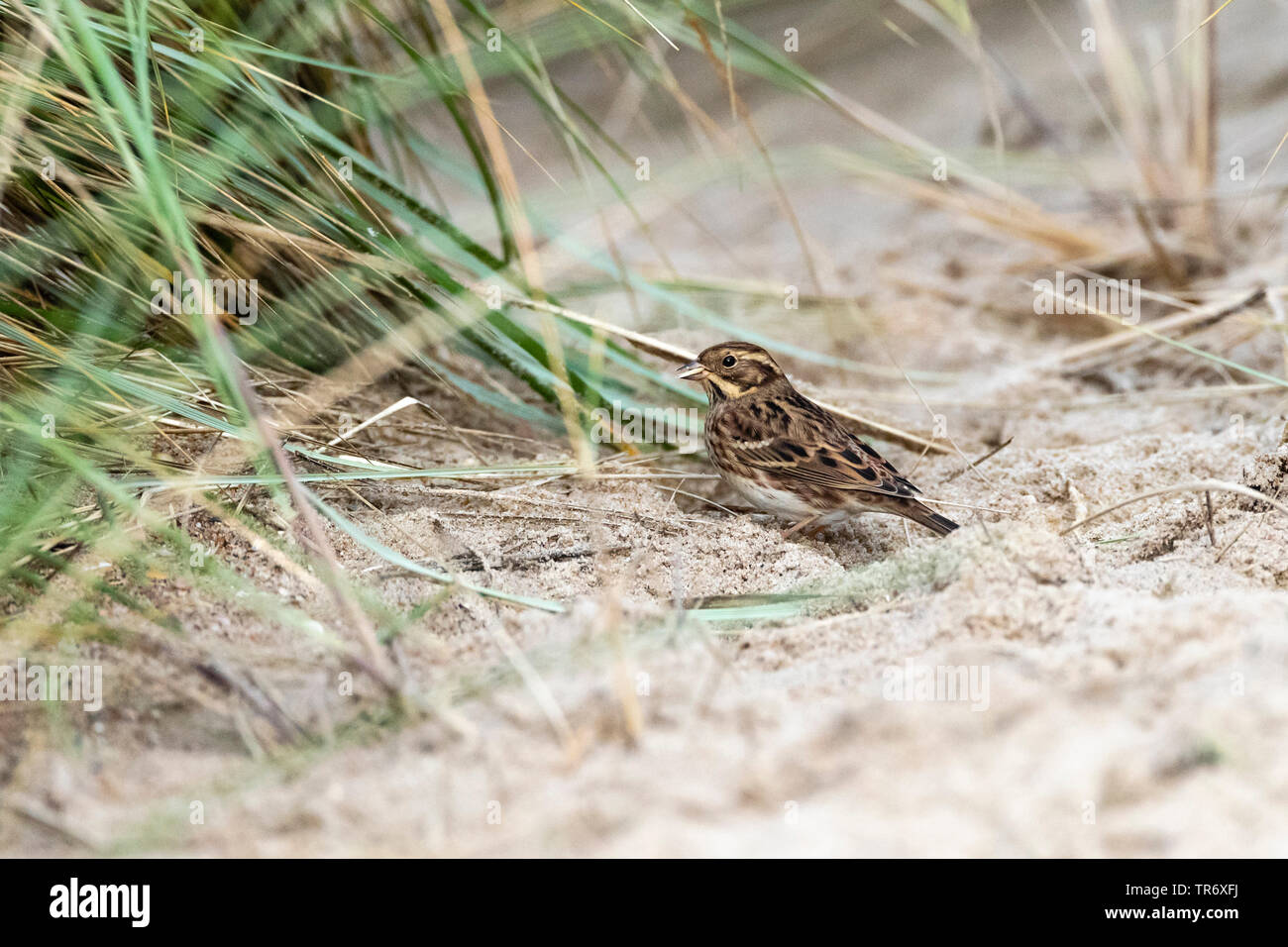 rustic bunting (Emberiza rustica), A rare vagrant to the Netherlands ...