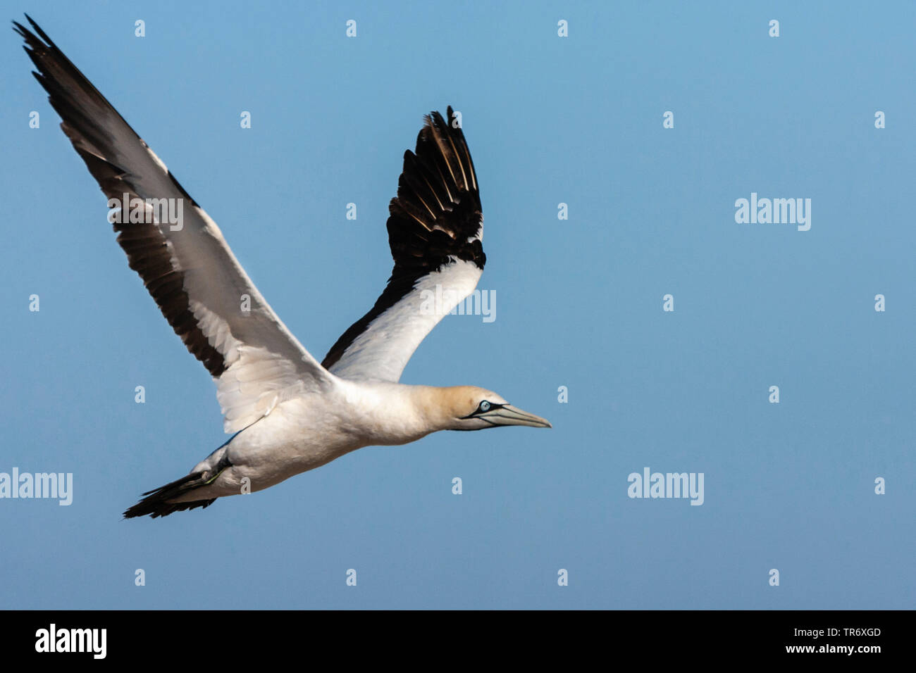 Cape gannet (Morus capensis), flying, South Africa, Western Cape, Bird ...