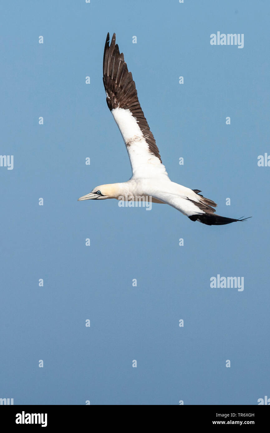 Cape gannet (Morus capensis), flying, South Africa, Western Cape, Bird ...