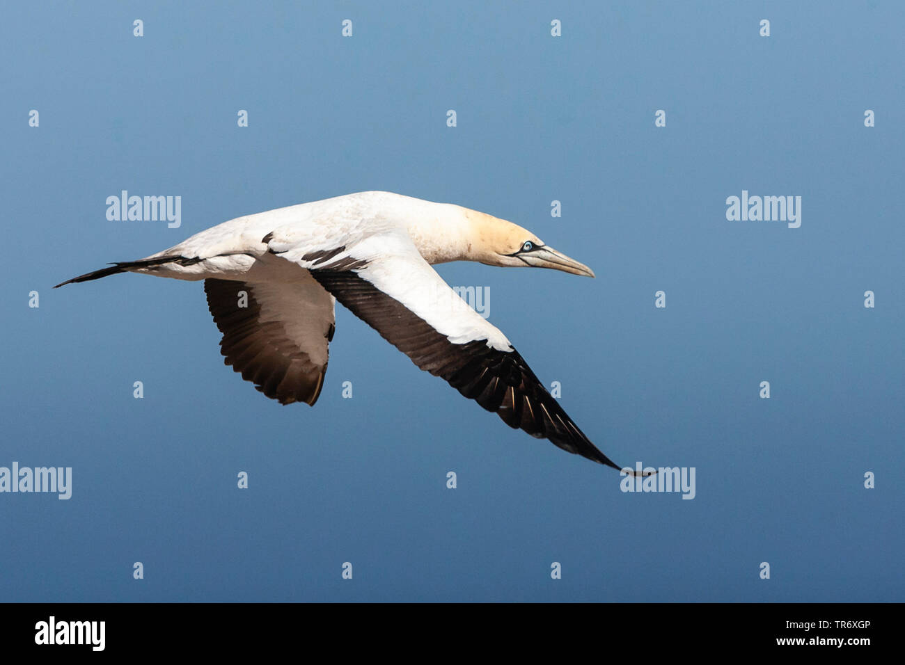 Cape Gannet Morus Capensis Flying South Africa Western Cape Bird