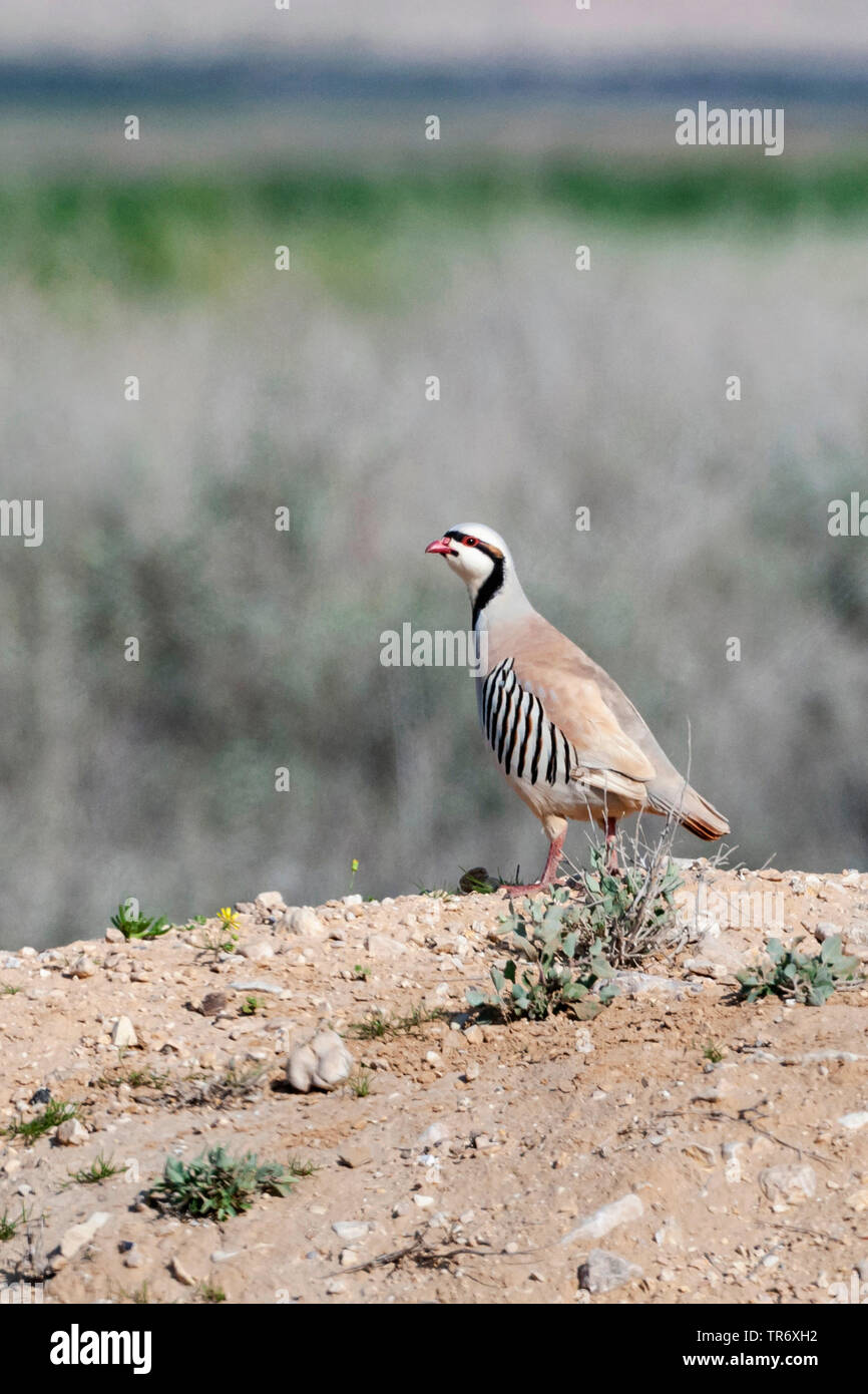 chukar partridge (Alectoris chukar), perching on the ground, Israel ...
