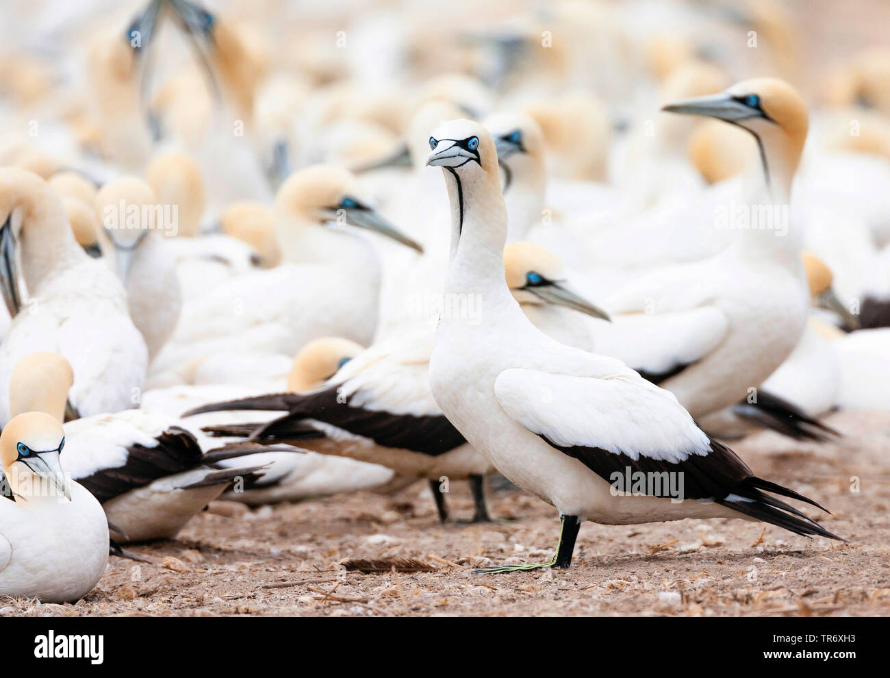 Cape gannet (Morus capensis), colony in Lambert's Bay, South Africa ...