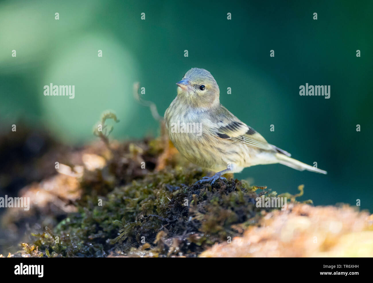Citril finches serinus citrinella hi-res stock photography and images ...