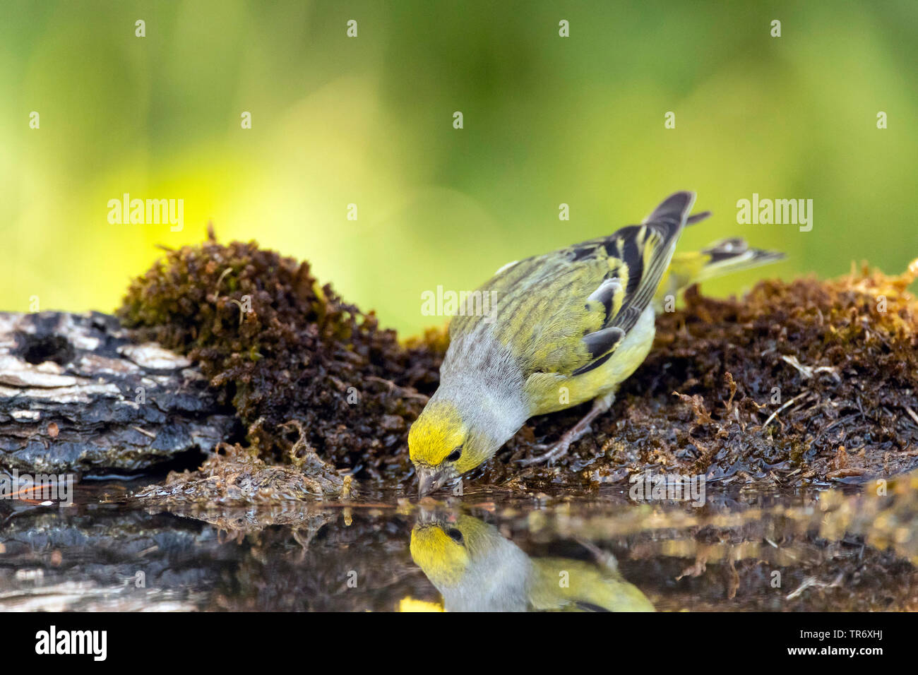 citril finch (Serinus citrinella), drinking, Spain Stock Photo - Alamy