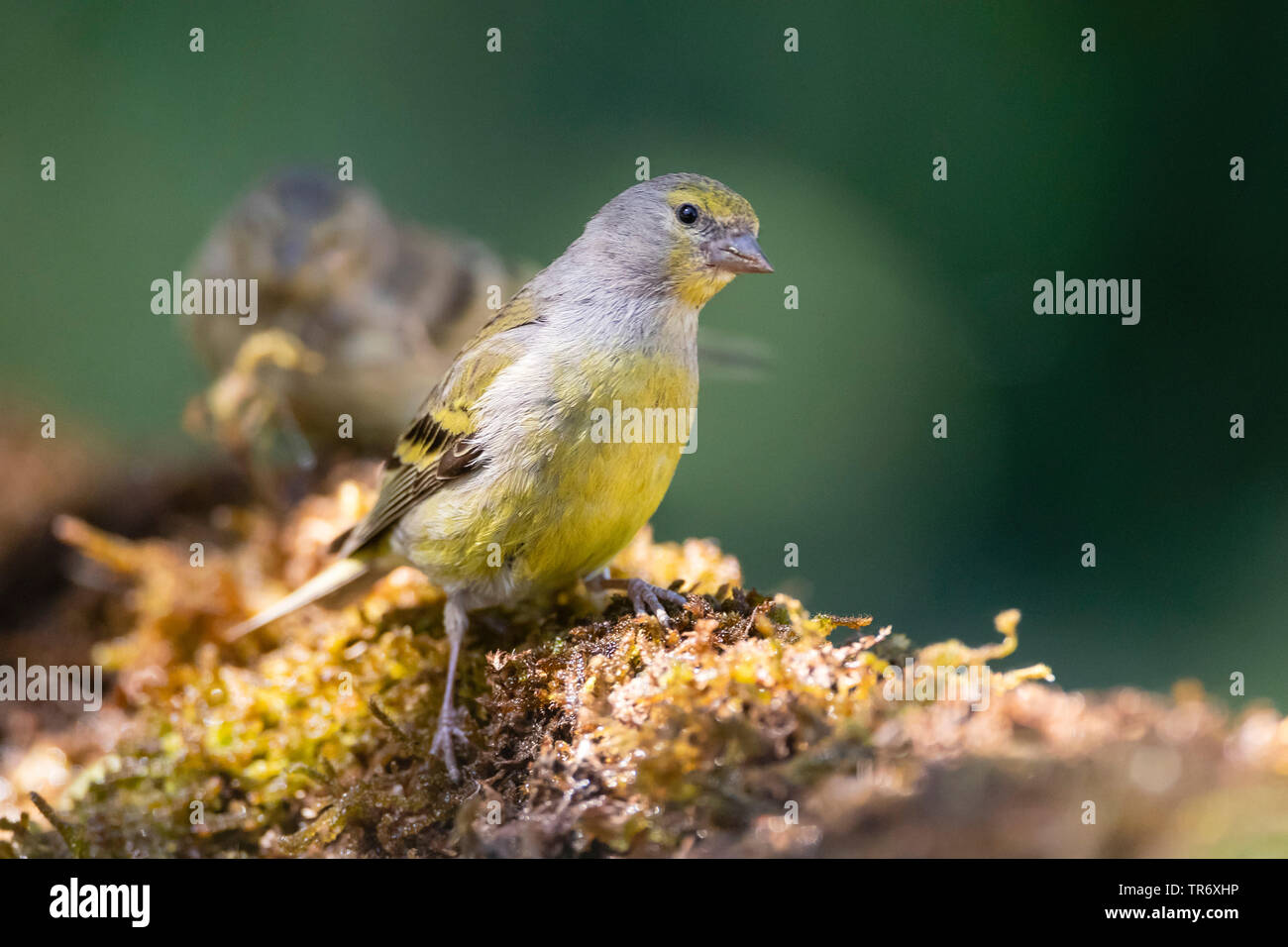 Citril finches serinus citrinella hi-res stock photography and images ...