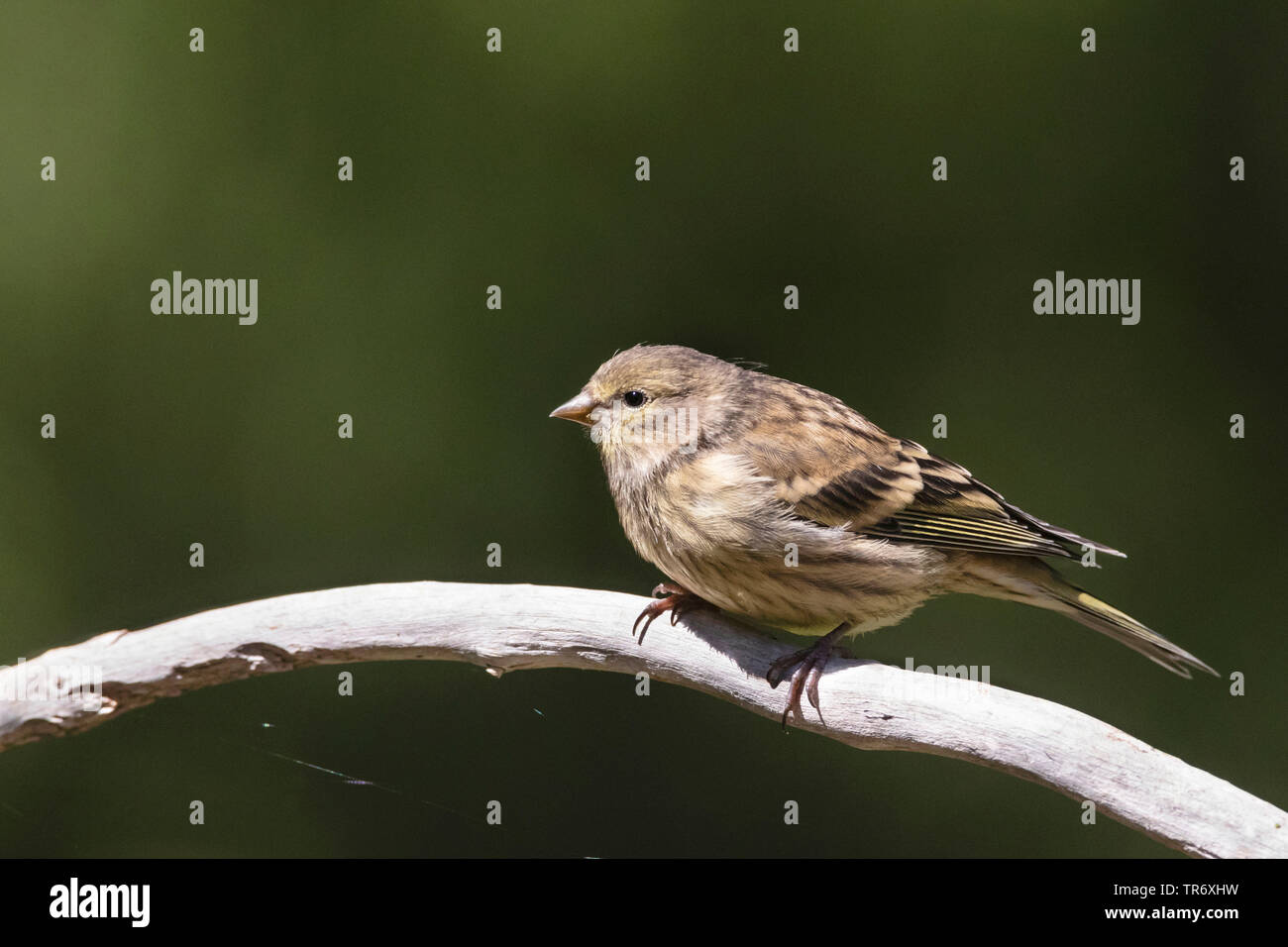 Citril finches hi-res stock photography and images - Alamy