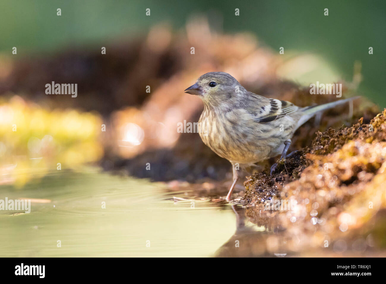 citril finch (Serinus citrinella), female drinking, Spain Stock Photo ...