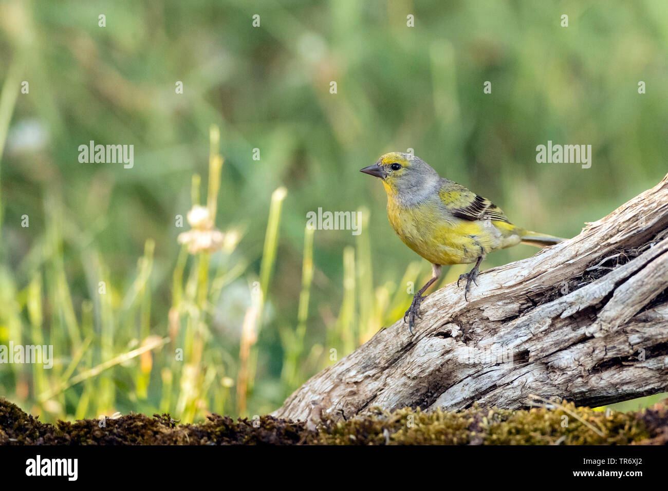 Citril finches hi-res stock photography and images - Alamy