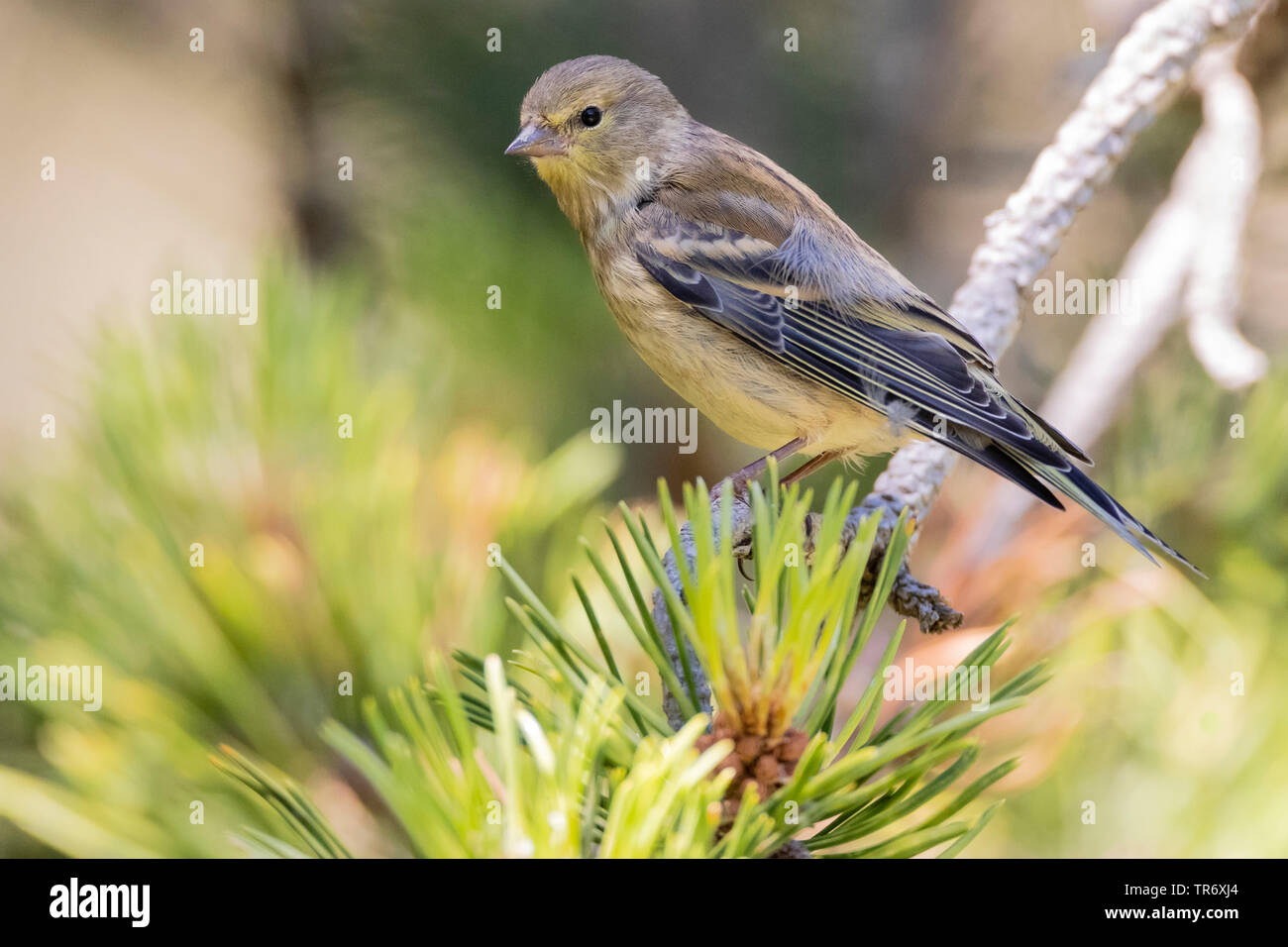 Citril finches serinus citrinella hi-res stock photography and images ...