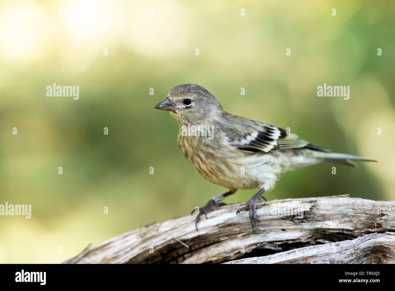 Citril finches serinus citrinella hi-res stock photography and images ...