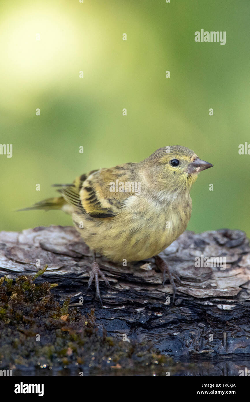 Citril finch hi-res stock photography and images - Alamy