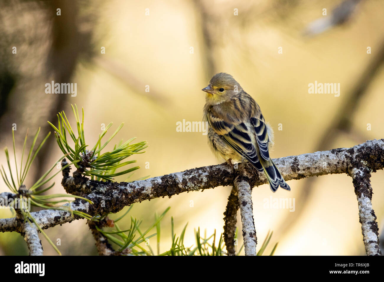 Citril finch hi-res stock photography and images - Alamy