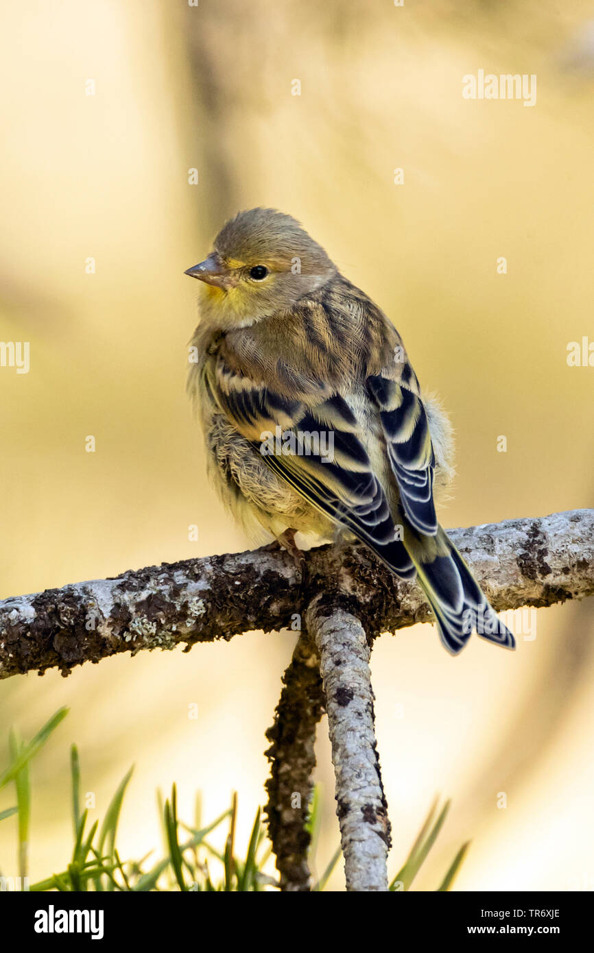 Citril finch hi-res stock photography and images - Alamy