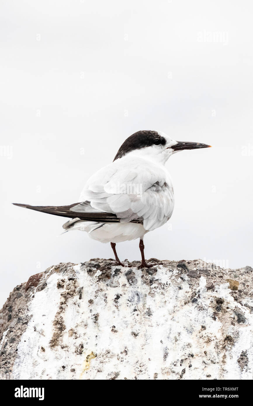Roseate Terns High Resolution Stock Photography and Images - Alamy
