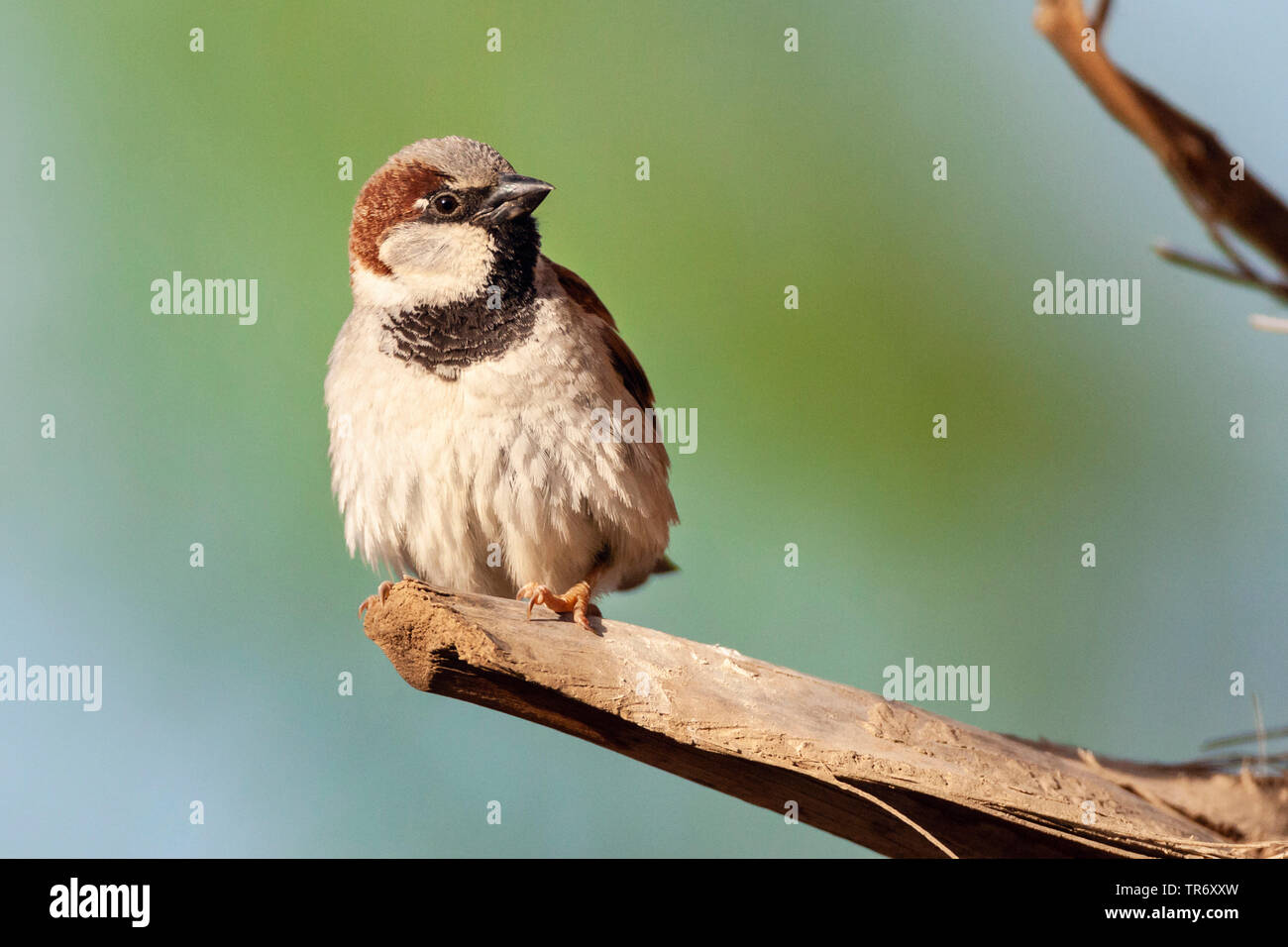 Idian birds hi-res stock photography and images - Alamy