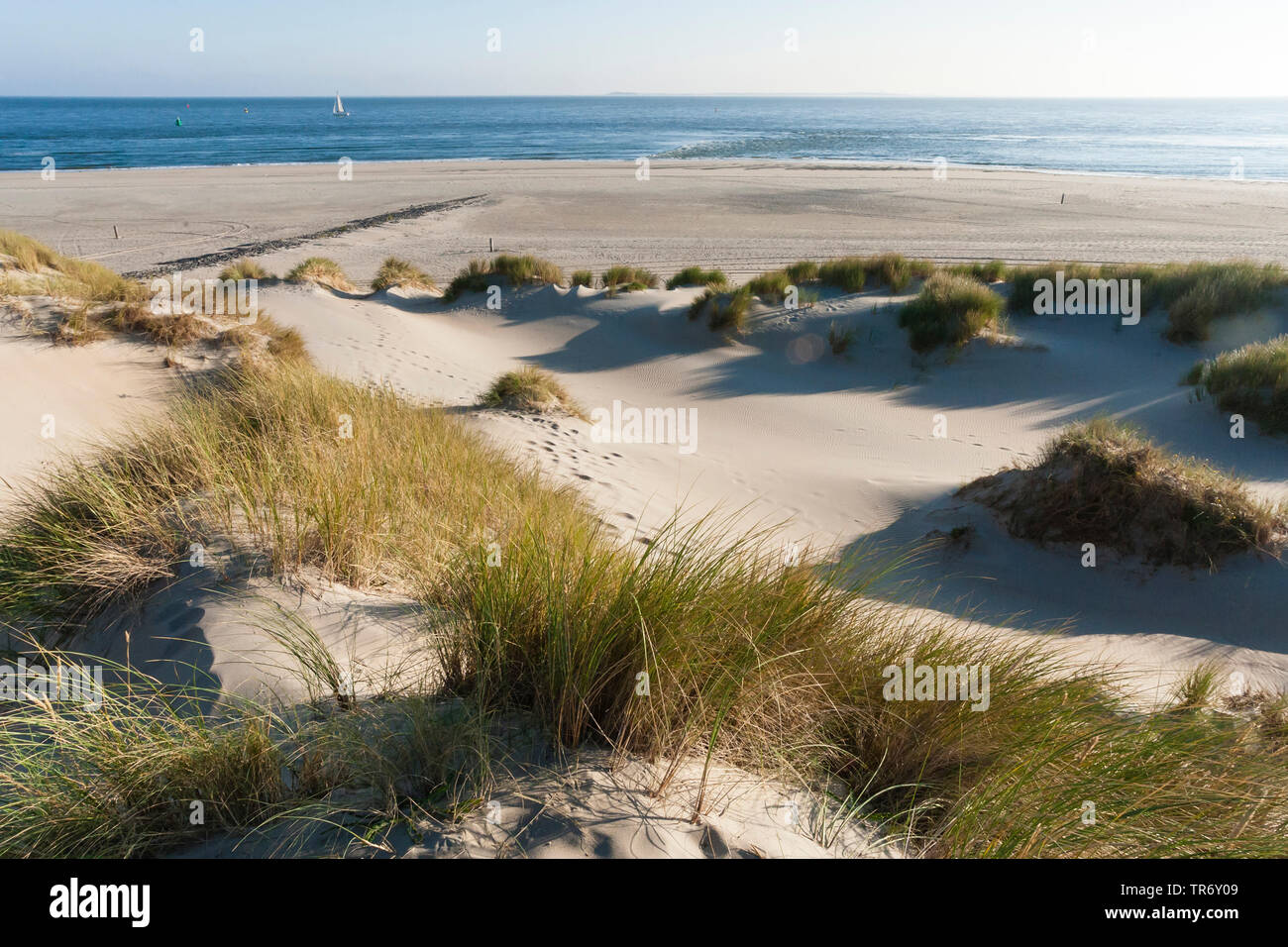 beach grass, European beachgrass, marram grass, psamma, sea sand-reed ...