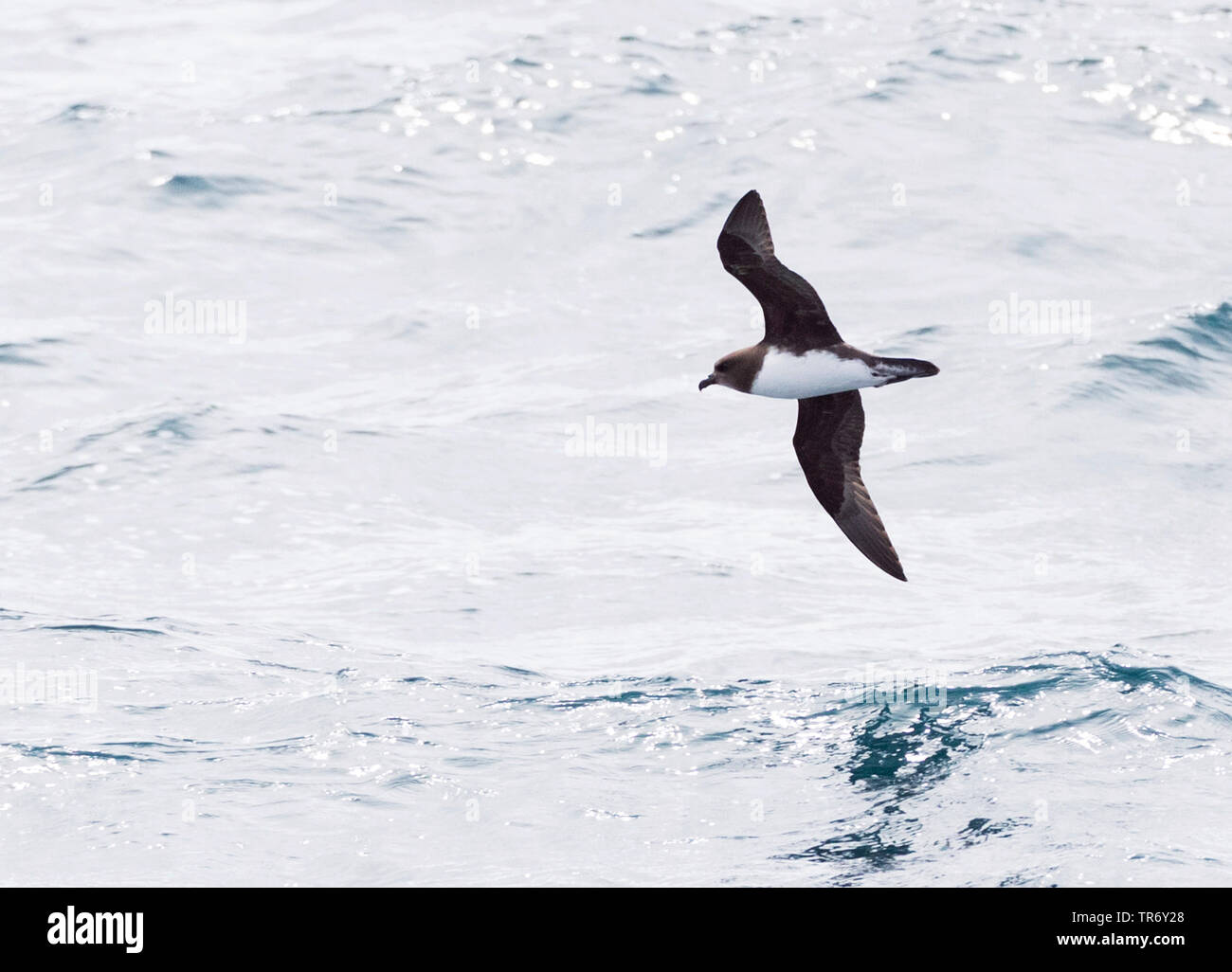 taiko (Pterodroma magentae), flying at sea towards Chatham Islands, New ...