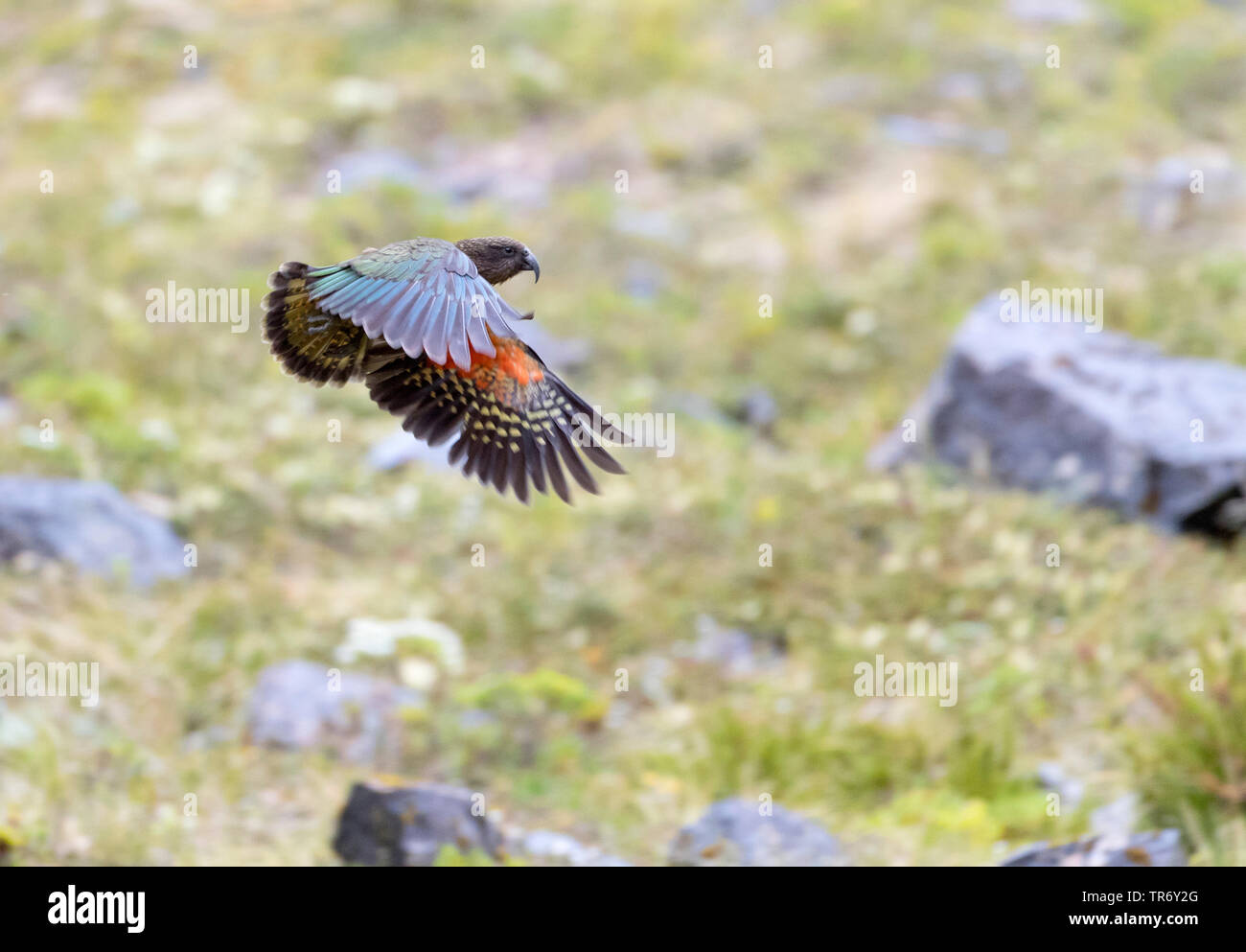 Kea flying hi-res stock photography and images - Alamy