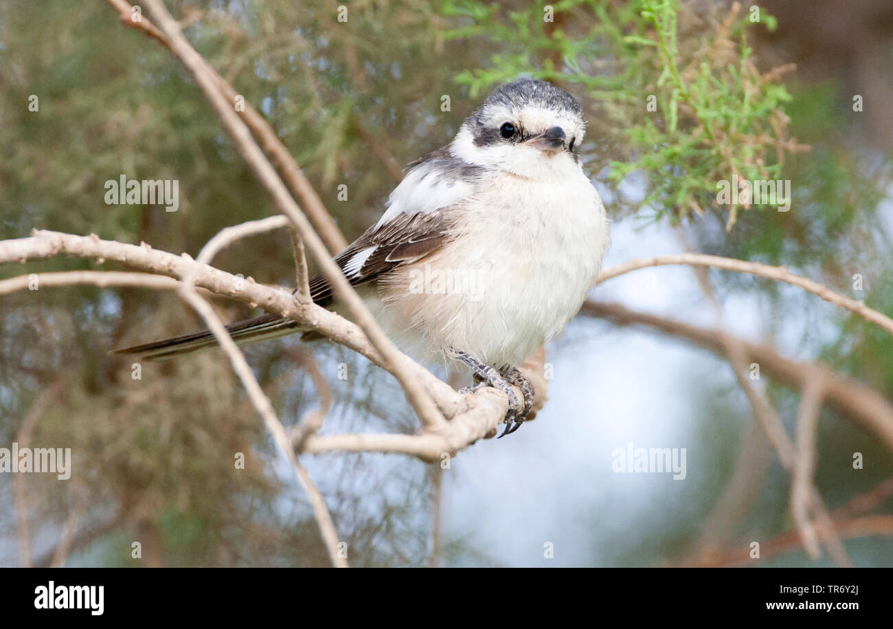 masked shrike (Lanius nubicus), female, Israel Stock Photo - Alamy