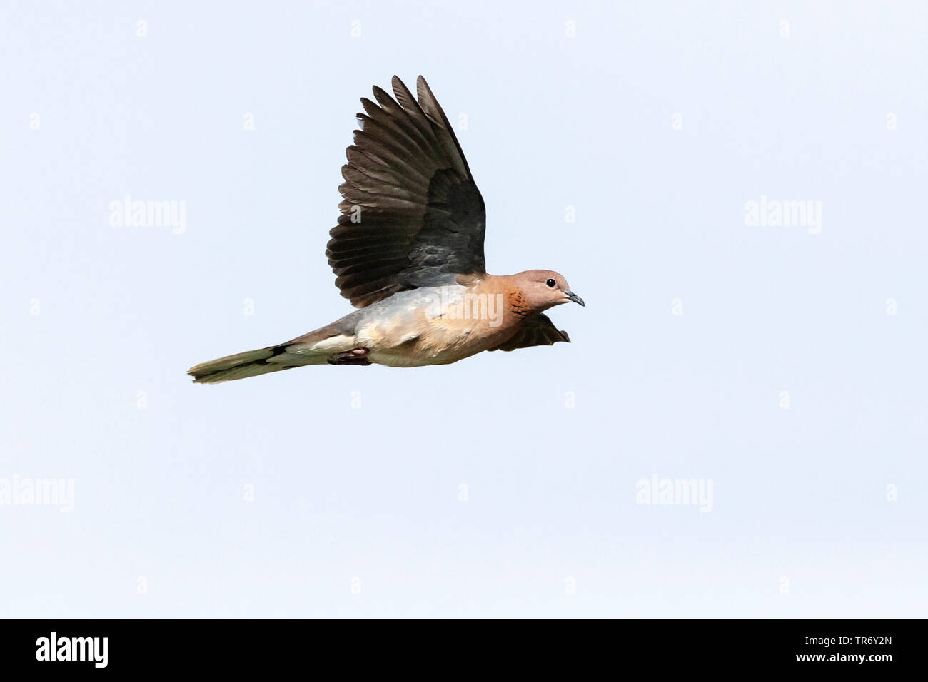 laughing dove (Streptopelia senegalensis), flying, Israel Stock Photo ...