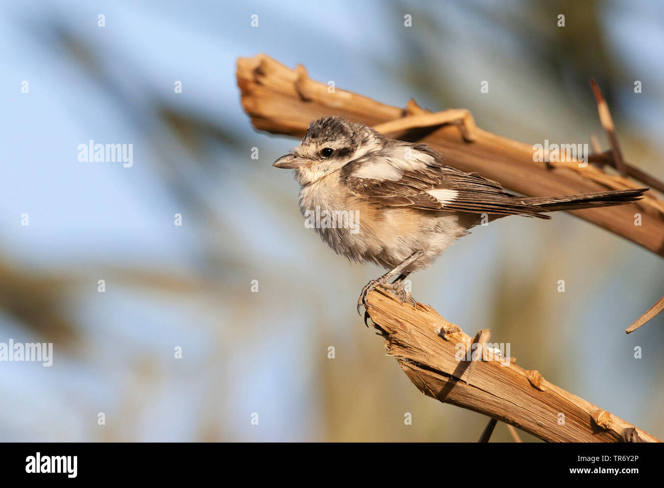masked shrike (Lanius nubicus), female, Israel Stock Photo - Alamy