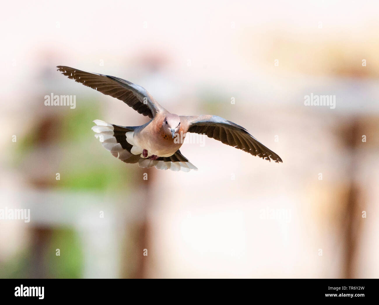 laughing dove (Streptopelia senegalensis), flying, Israel Stock Photo ...