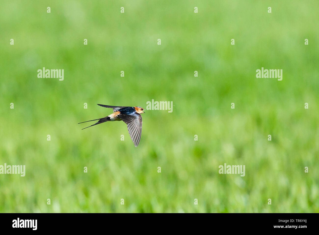Swallow bird field hi-res stock photography and images - Alamy
