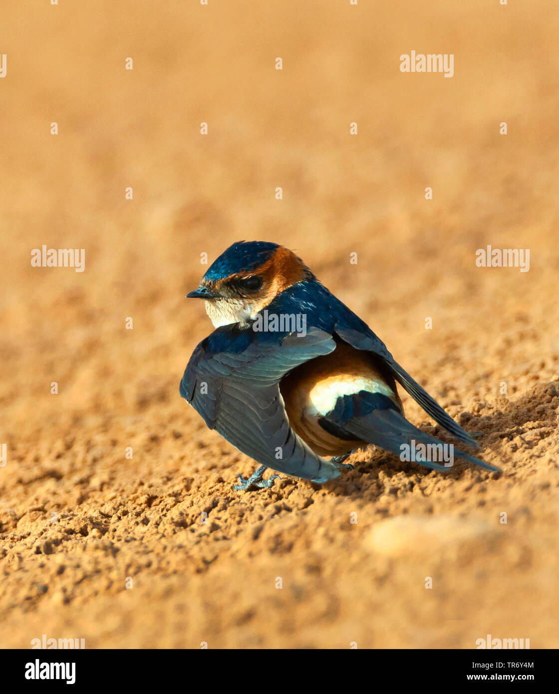 Swallow on ground hi-res stock photography and images - Alamy