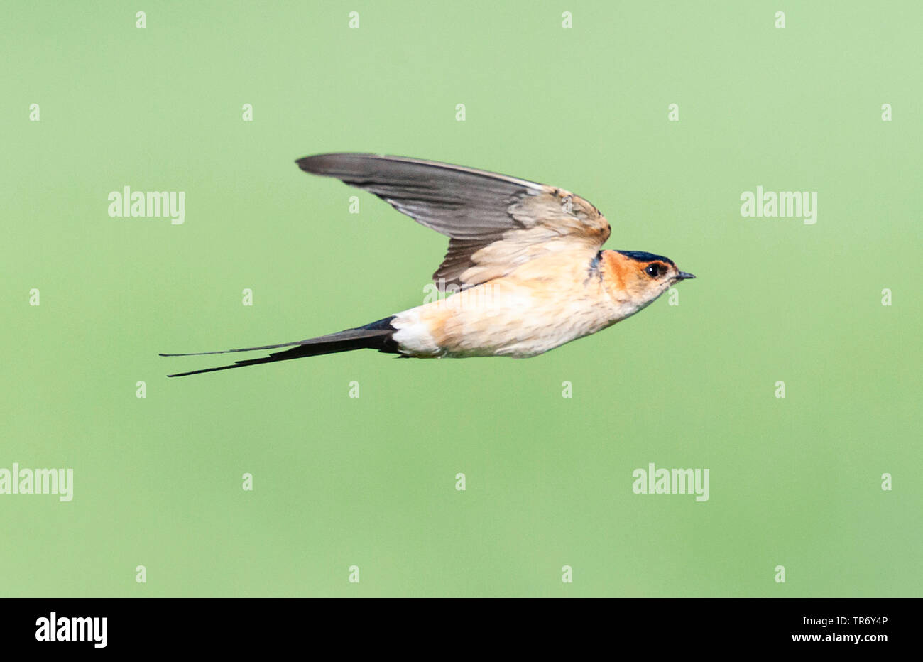 red-rumped swallow (Hirundo daurica, Cecropis daurica), flying, Israel ...