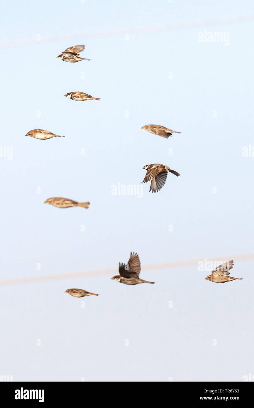 Spanish sparrow (Passer hispaniolensis), flock during spring migration ...