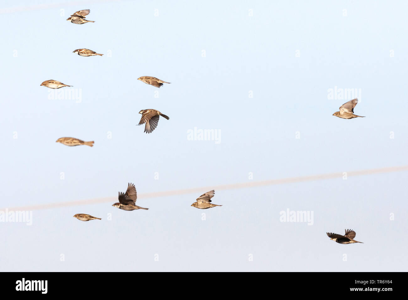 Spanish sparrow (Passer hispaniolensis), flock during spring migration ...