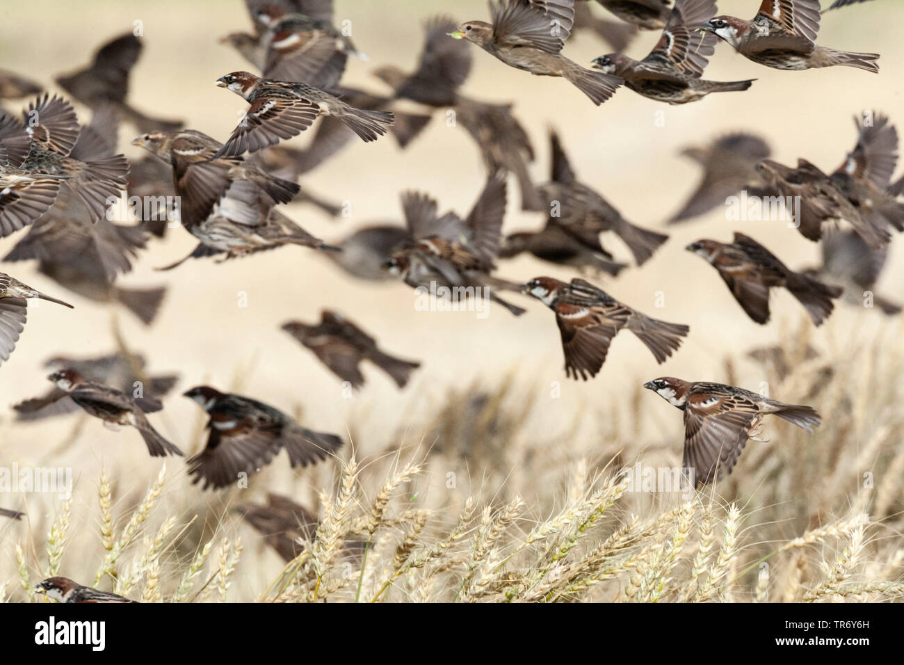 Spanish sparrow (Passer hispaniolensis), flying flock, Israel, Negev ...