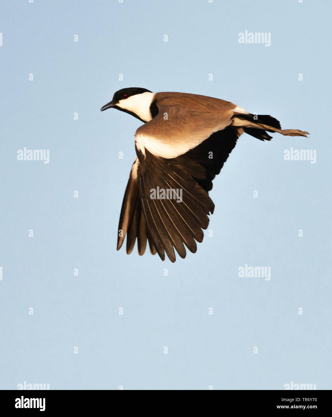 Spur winged lapwing in flight hi-res stock photography and images - Alamy