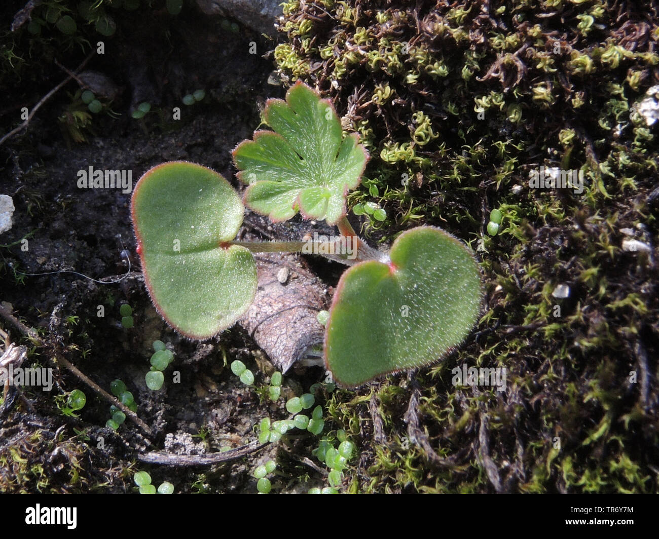 Long-stalked cranesbill, Long-stalk cranesbill (Geranium columbinum ...