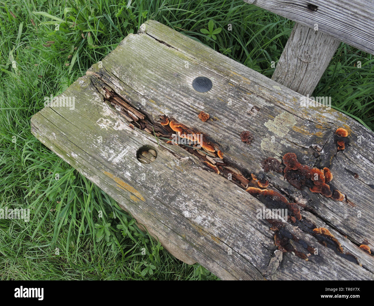 Old conifer tree hi-res stock photography and images - Alamy
