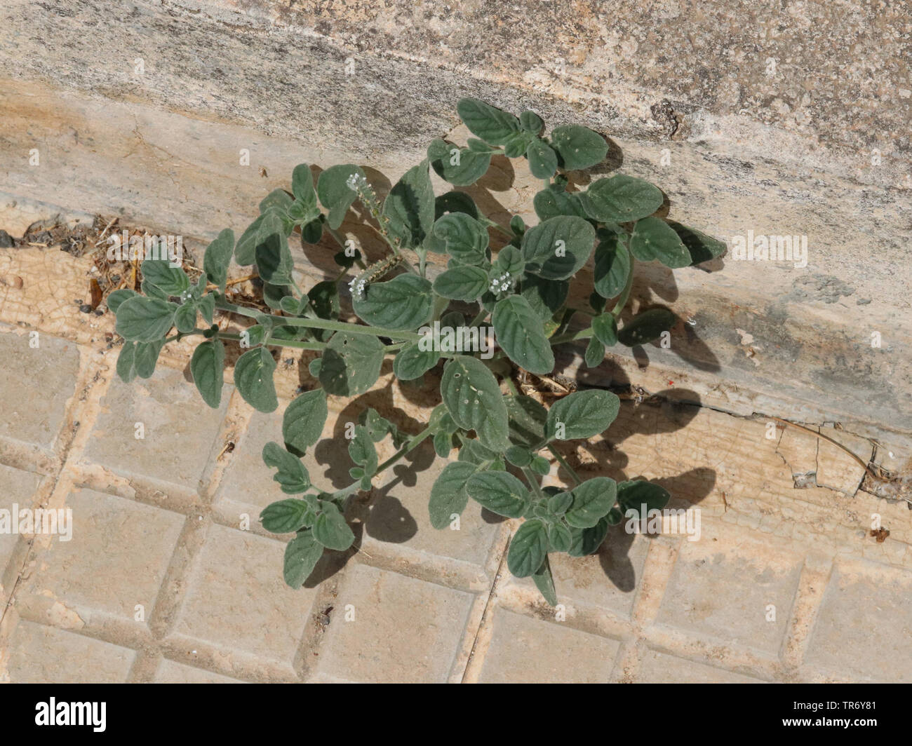 Roadside weeds hi-res stock photography and images - Alamy